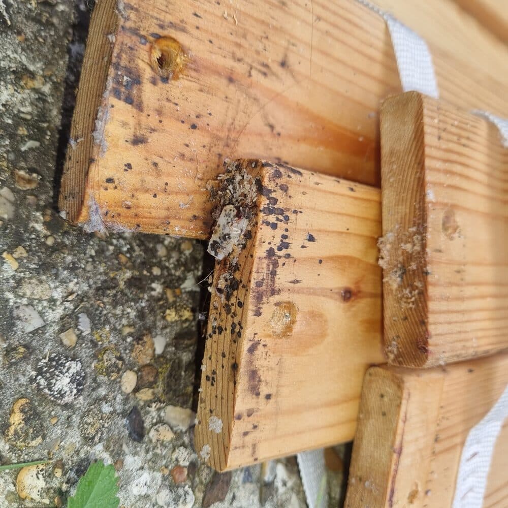 Pest and Vermin Control Specialists | Consumer Advisory