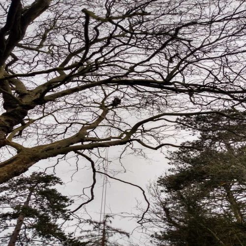 Landscaping Contractors | Consumer Advisory